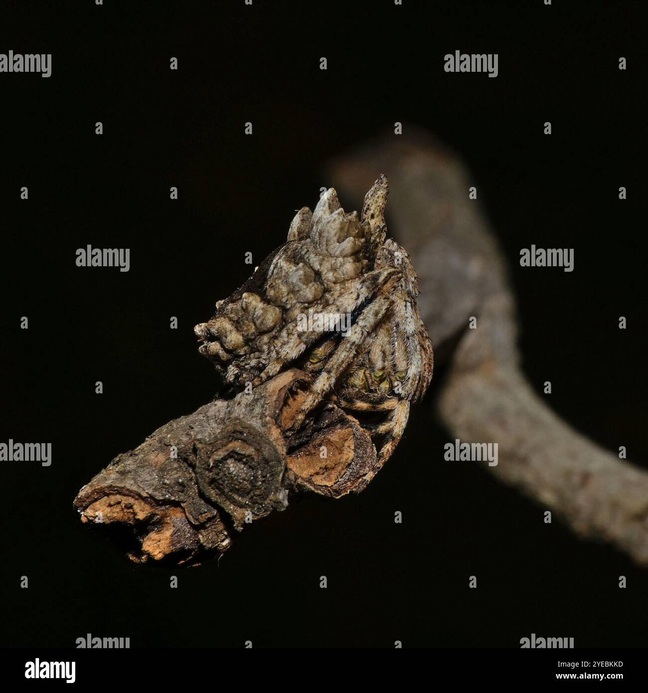 Twig Spiders (Poltys Stock Photo - Alamy