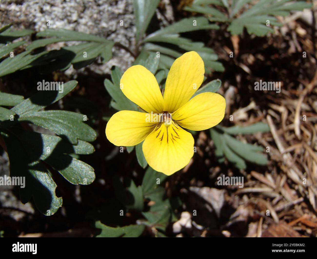 Shelton's Violet (Viola sheltonii Stock Photo - Alamy