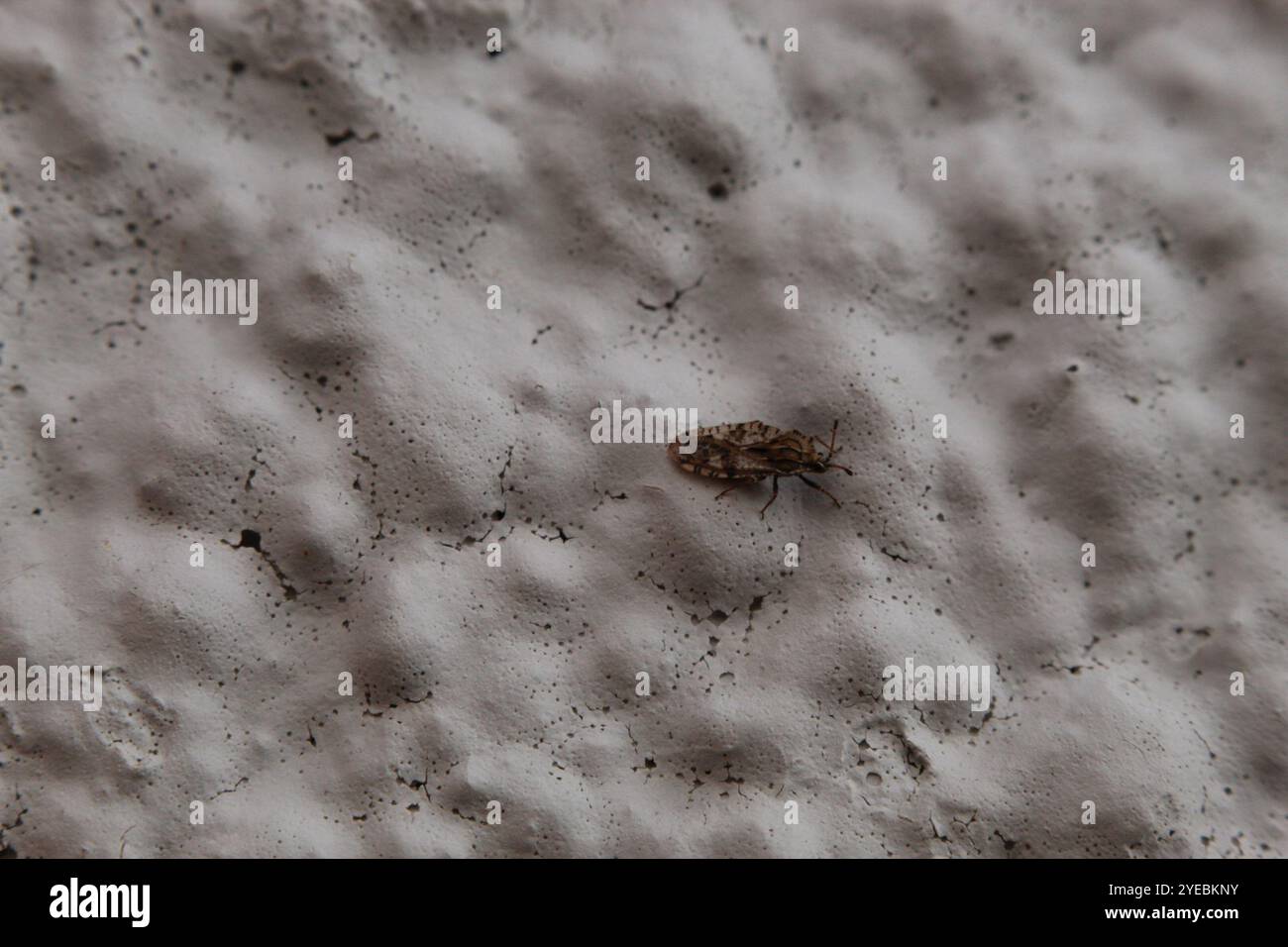 Spear Thistle Lacebug (Tingis cardui Stock Photo - Alamy