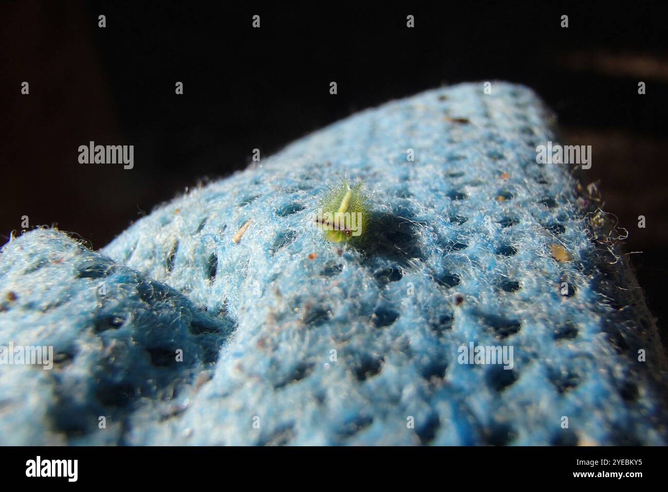 Slug Caterpillar Moths (Limacodidae Stock Photo - Alamy