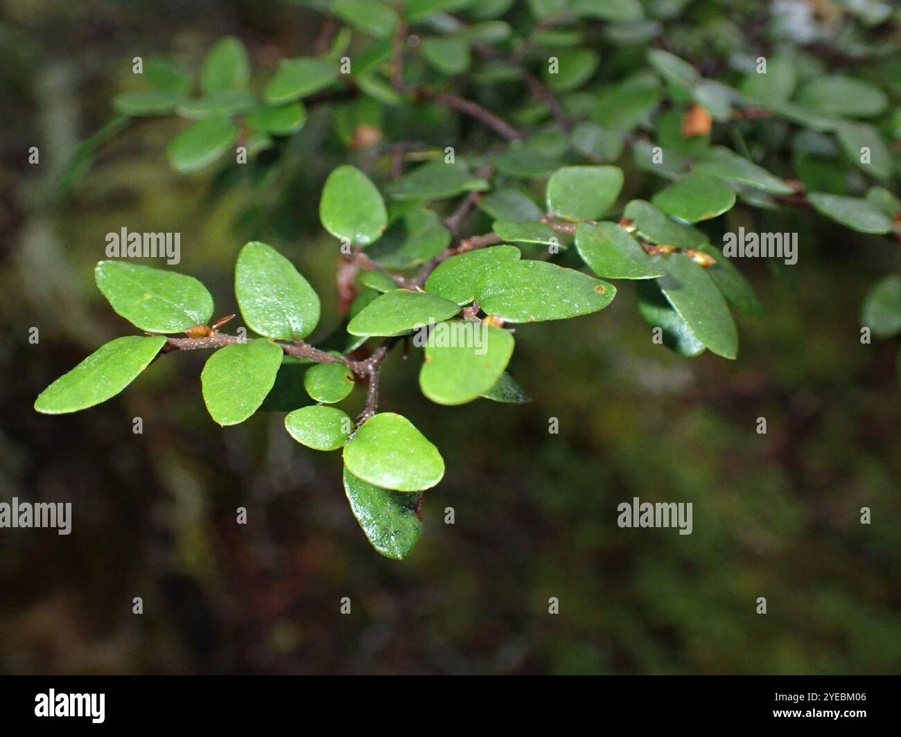 Mountain beech (Nothofagus cliffortioides Stock Photo - Alamy