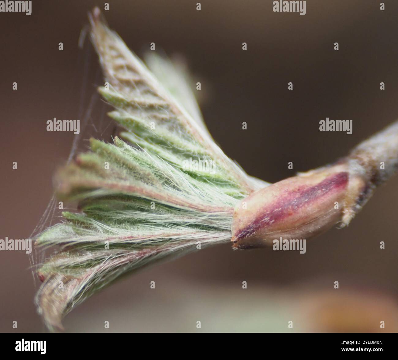 mapleleaf viburnum (Viburnum acerifolium Stock Photo - Alamy