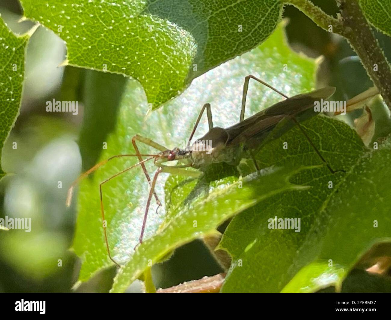 Leafhopper Assassin Bug (Zelus renardii Stock Photo - Alamy