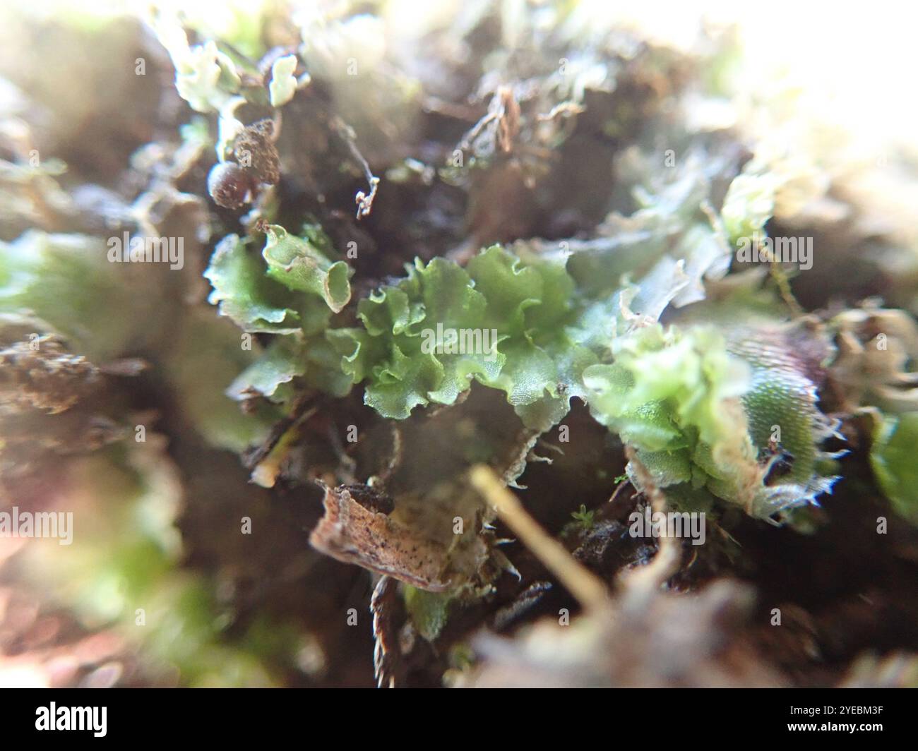 Long-bristled Frillwort (Fossombronia longiseta Stock Photo - Alamy