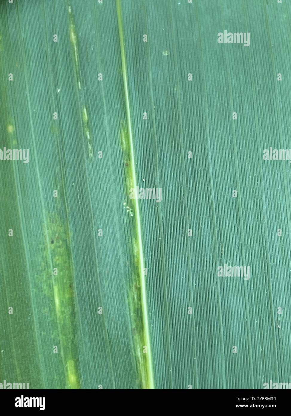 broad-leaved bamboos (Sasa Stock Photo - Alamy