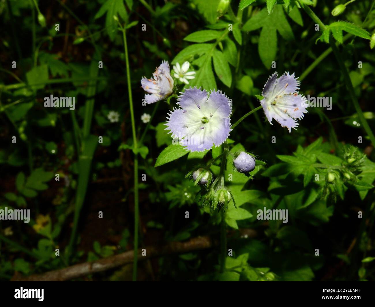 Miami Mist (Phacelia purshii Stock Photo - Alamy