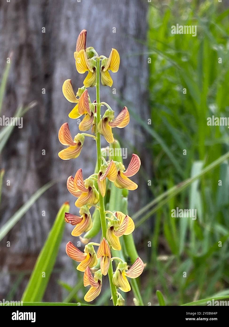 Lanceleaf Rattlepod (Crotalaria lanceolata lanceolata Stock Photo - Alamy