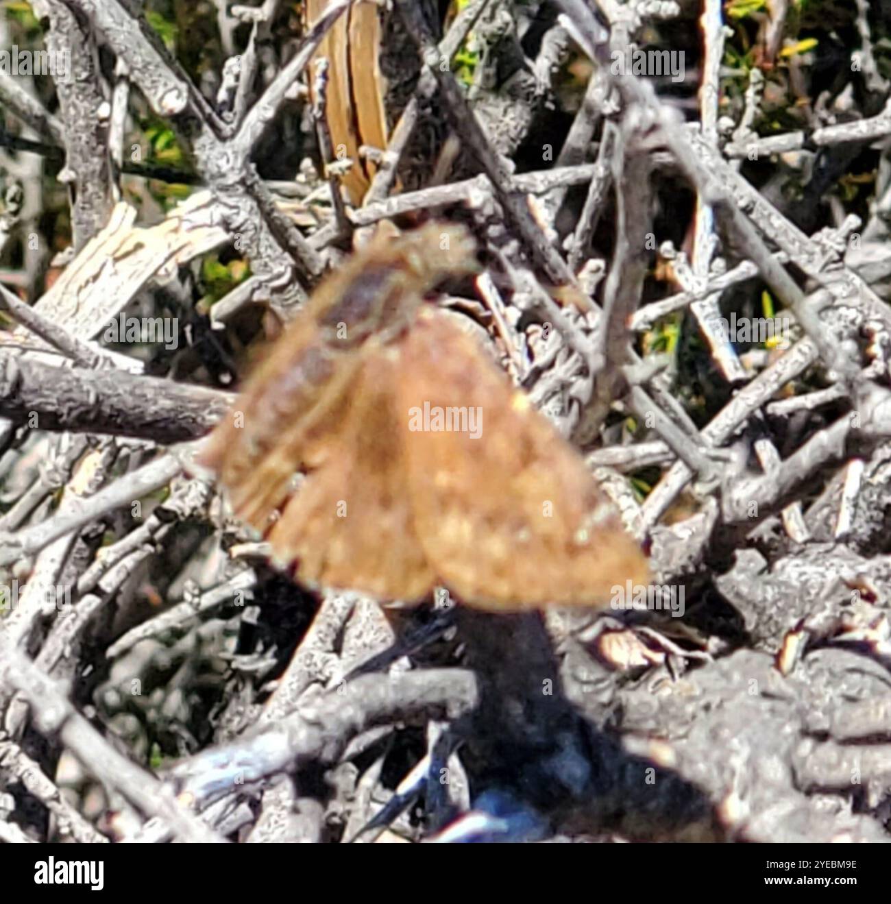 Mournful Duskywing (Erynnis tristis Stock Photo - Alamy