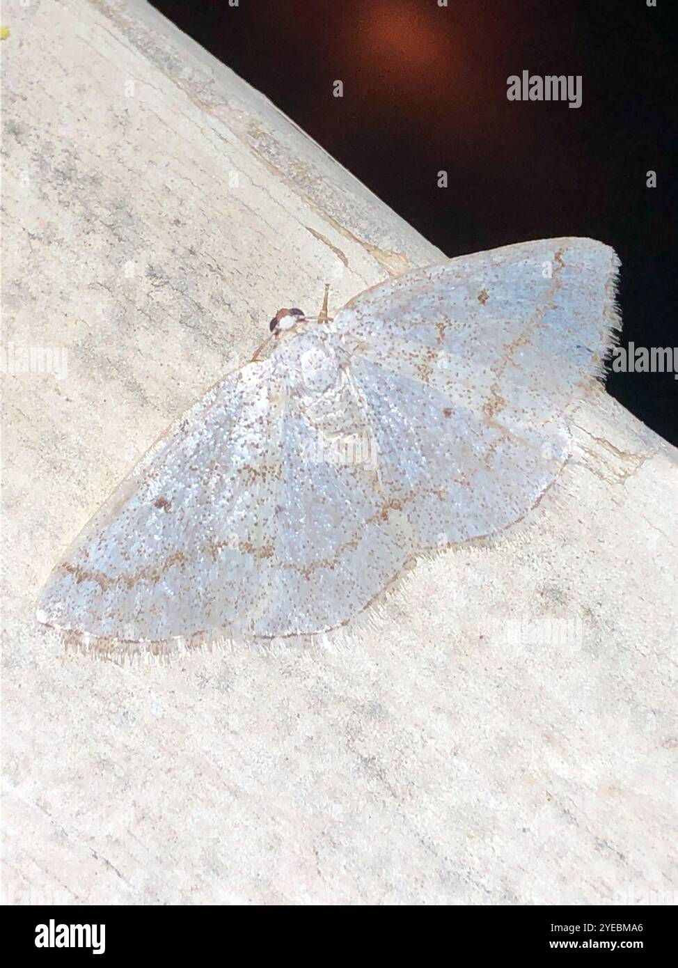 Geometer Moths (Geometridae Stock Photo - Alamy