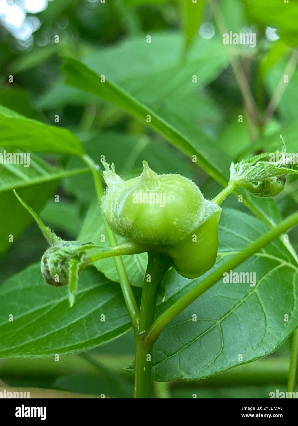 box elder gall midge (Contarinia negundinis Stock Photo - Alamy