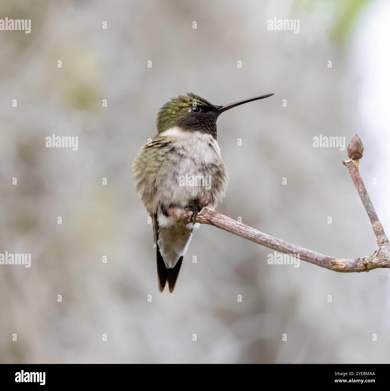 Ruby-throated Hummingbird (Archilochus colubris Stock Photo - Alamy