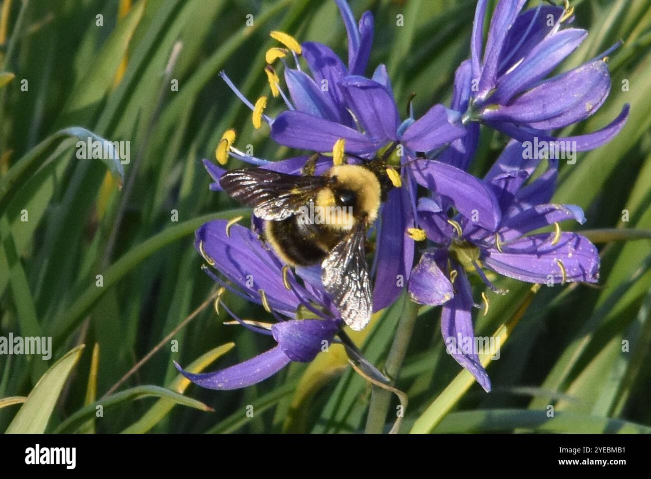 California Bumble Bee (Bombus californicus Stock Photo - Alamy