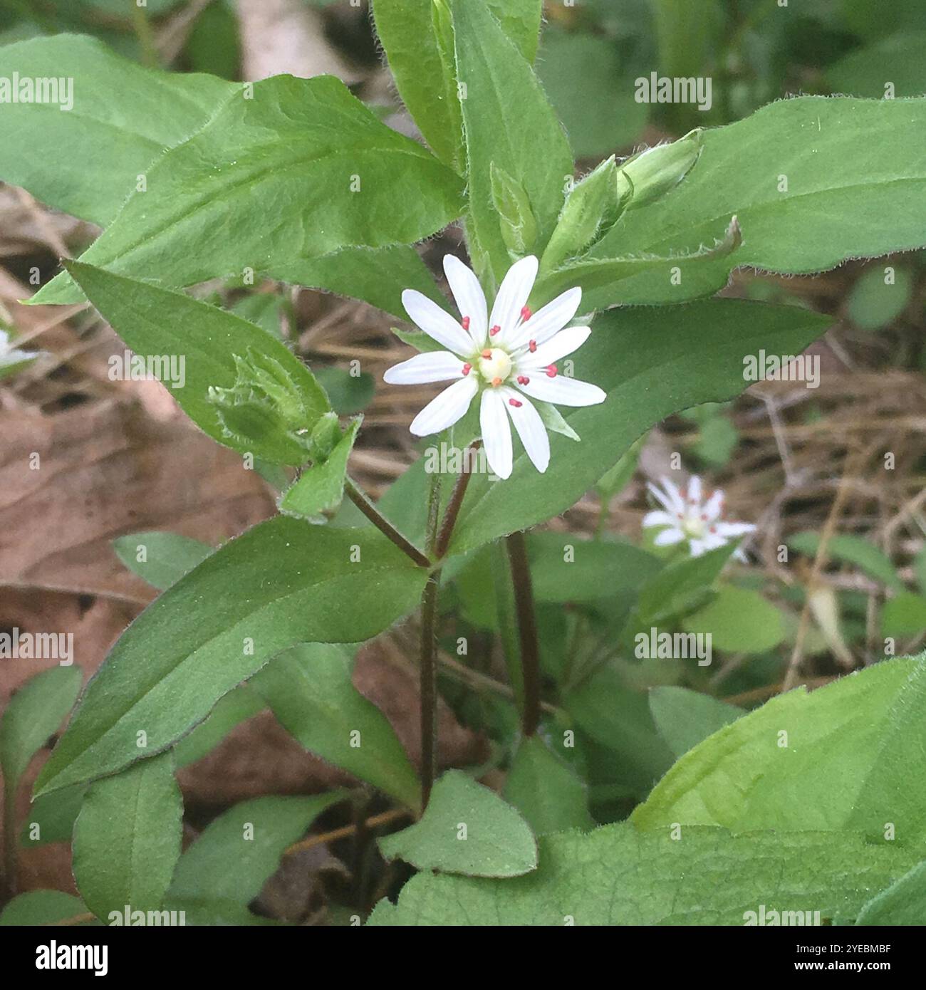 star chickweed (Stellaria pubera Stock Photo - Alamy