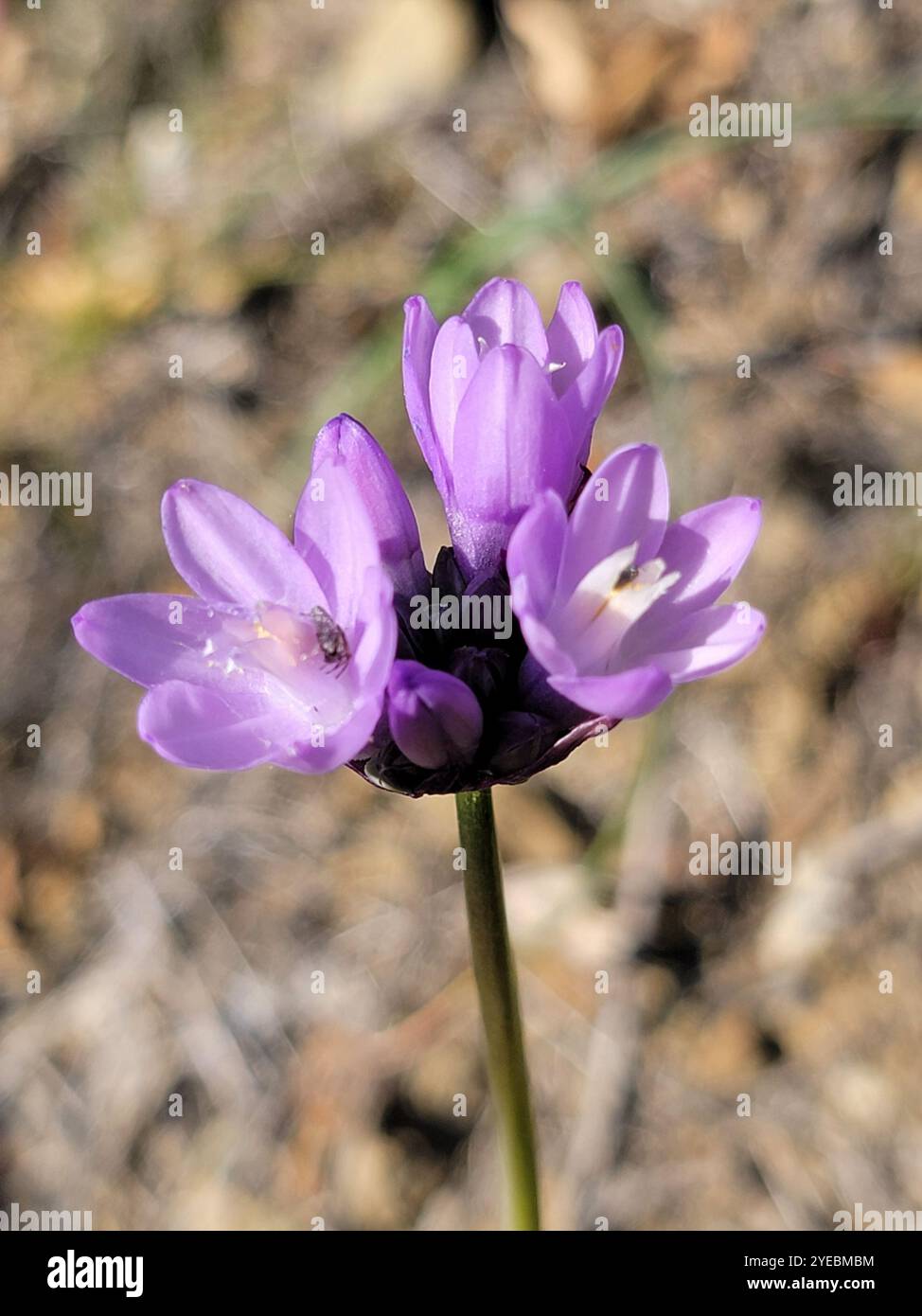 Dipterostemon hi-res stock photography and images - Alamy
