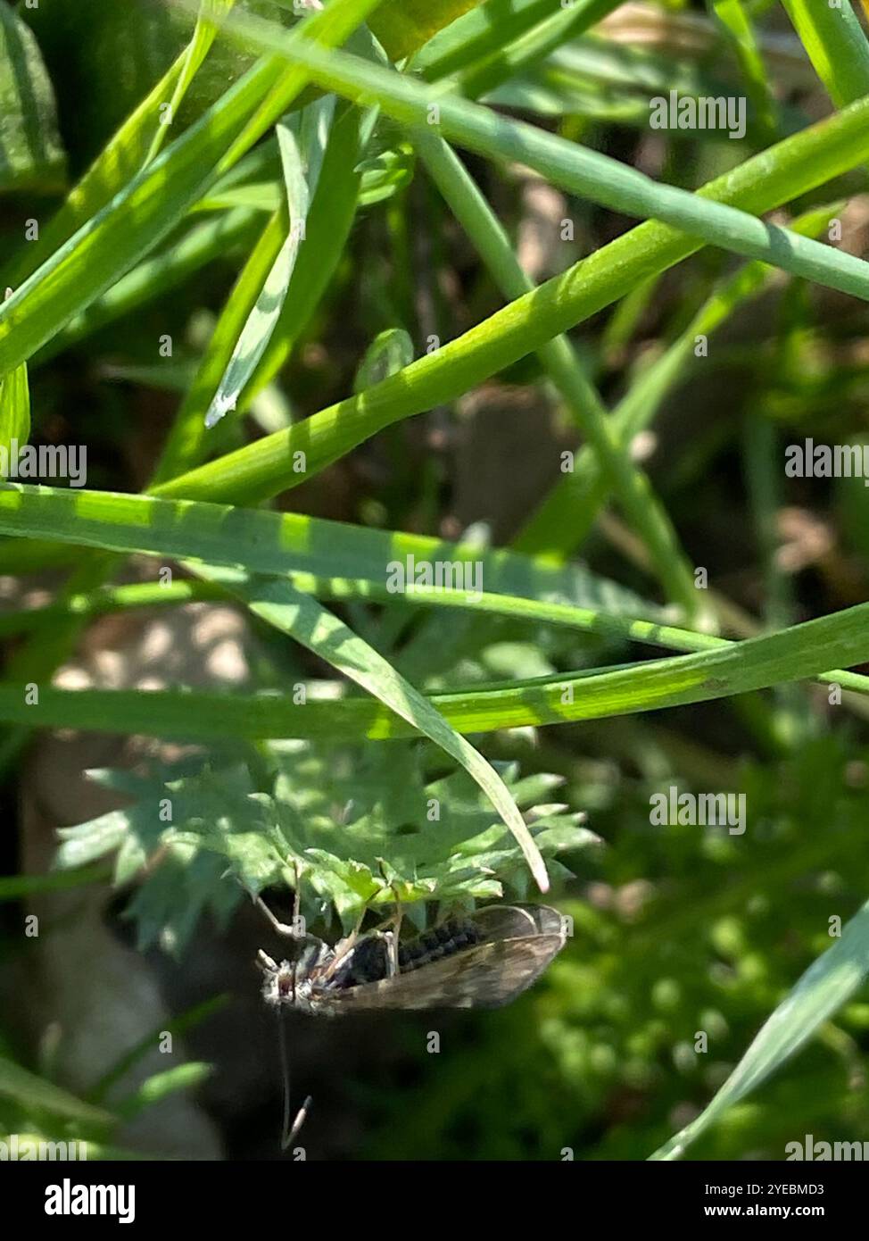 Grannom Caddisflies (Brachycentrus Stock Photo - Alamy