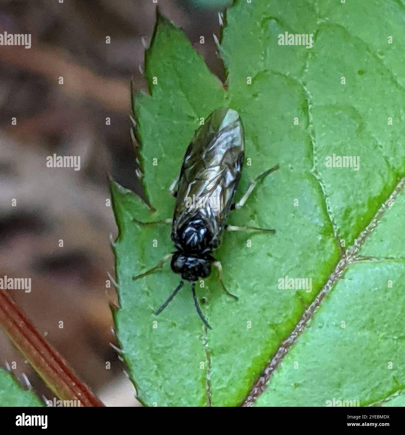 Common Sawflies (Tenthredinidae Stock Photo - Alamy