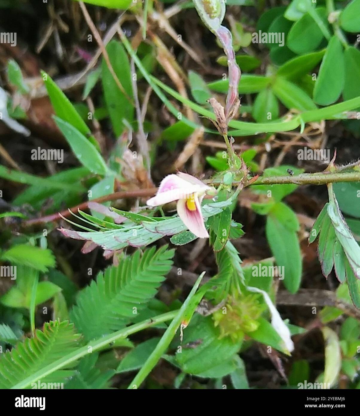 Shyleaf hi-res stock photography and images - Alamy