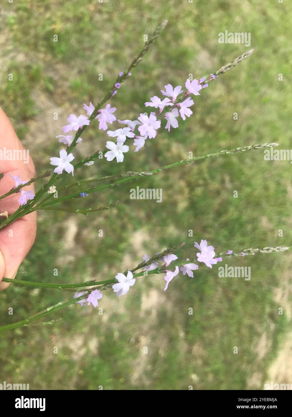 Texas vervain hi-res stock photography and images - Alamy
