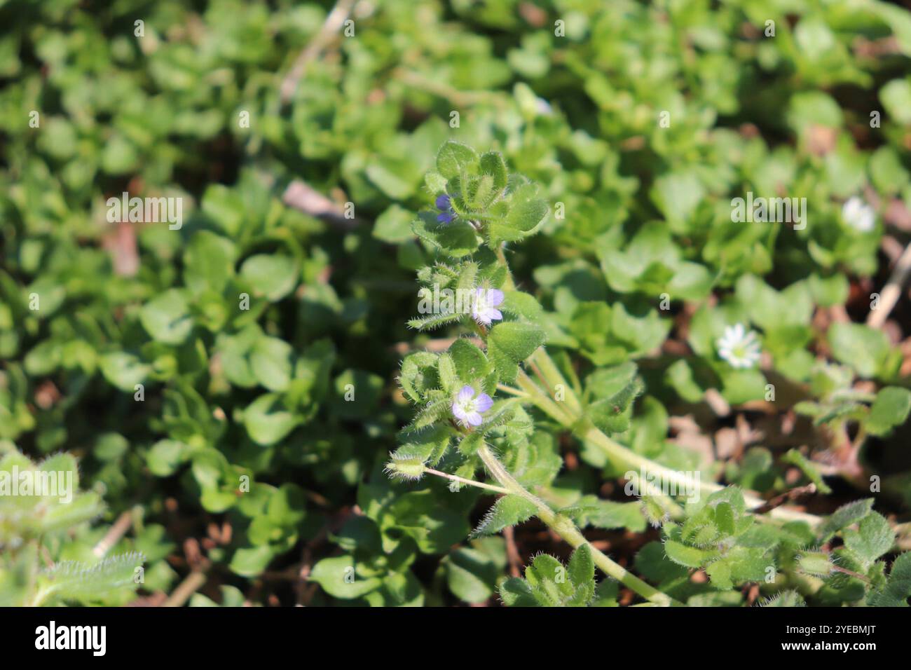 Ivy-leaved Speedwell (Veronica hederifolia Stock Photo - Alamy