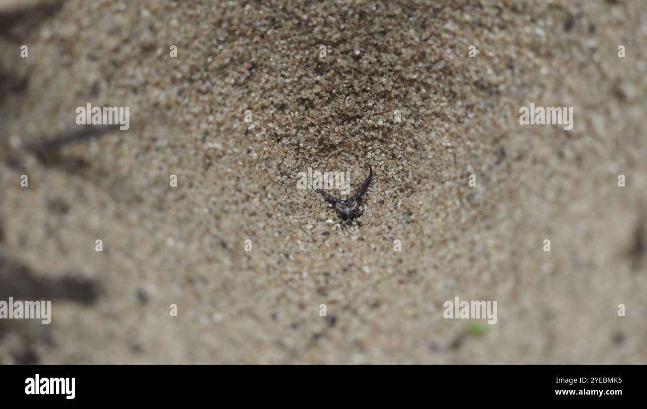 Immaculate Antlion (Myrmeleon immaculatus Stock Photo - Alamy