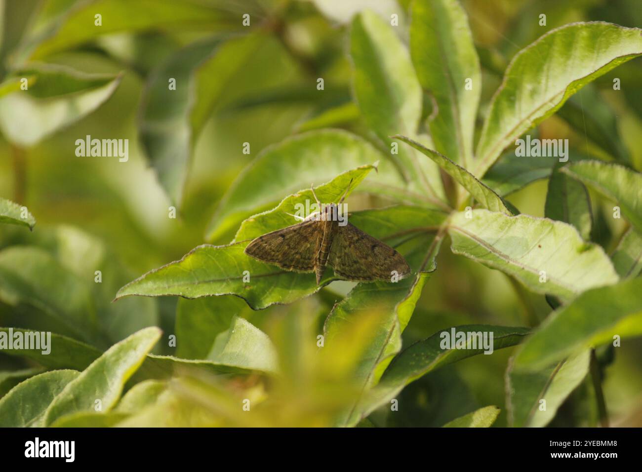 Herpetogramma hi-res stock photography and images - Alamy