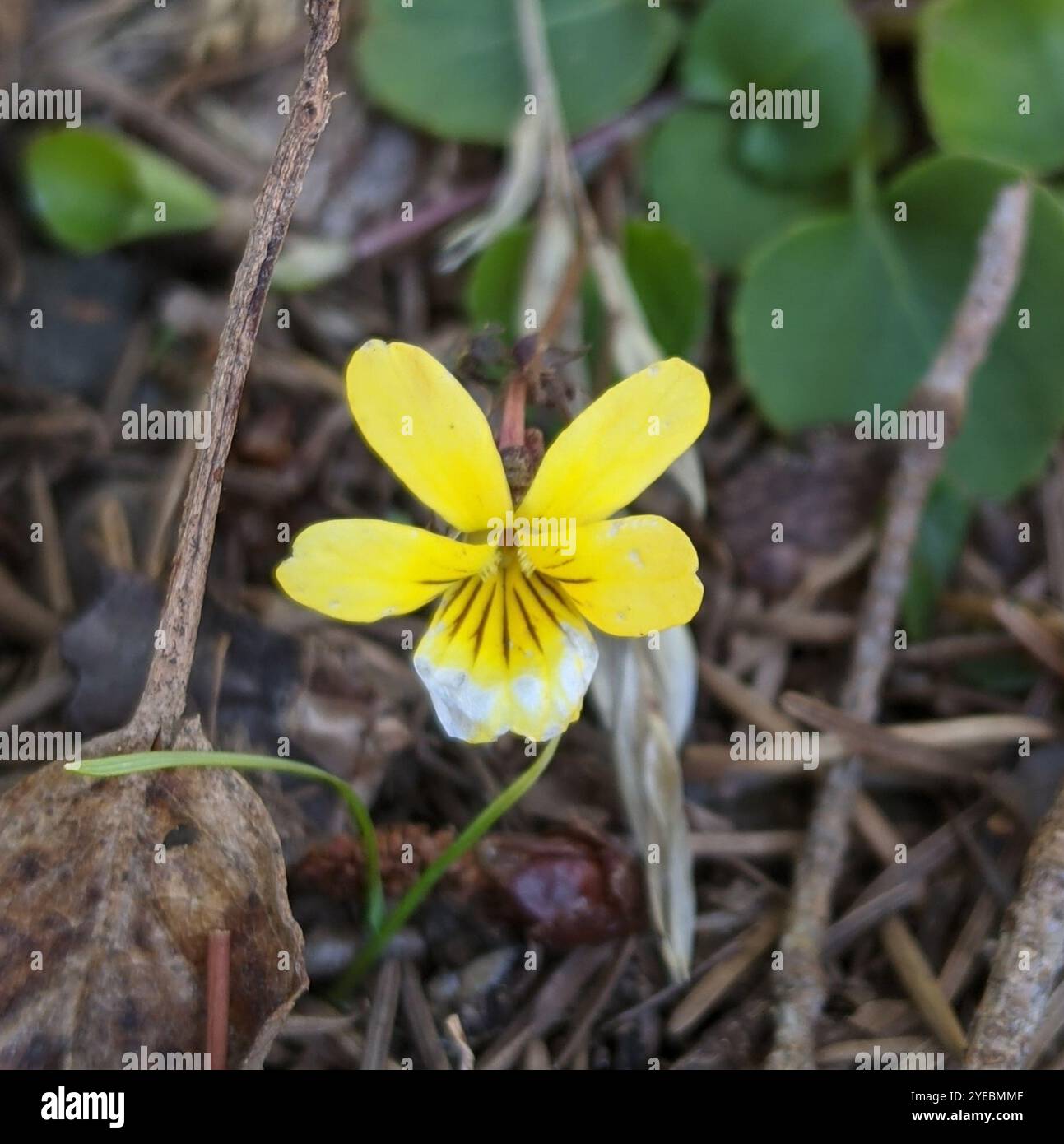 Redwood Violet (Viola sempervirens Stock Photo - Alamy