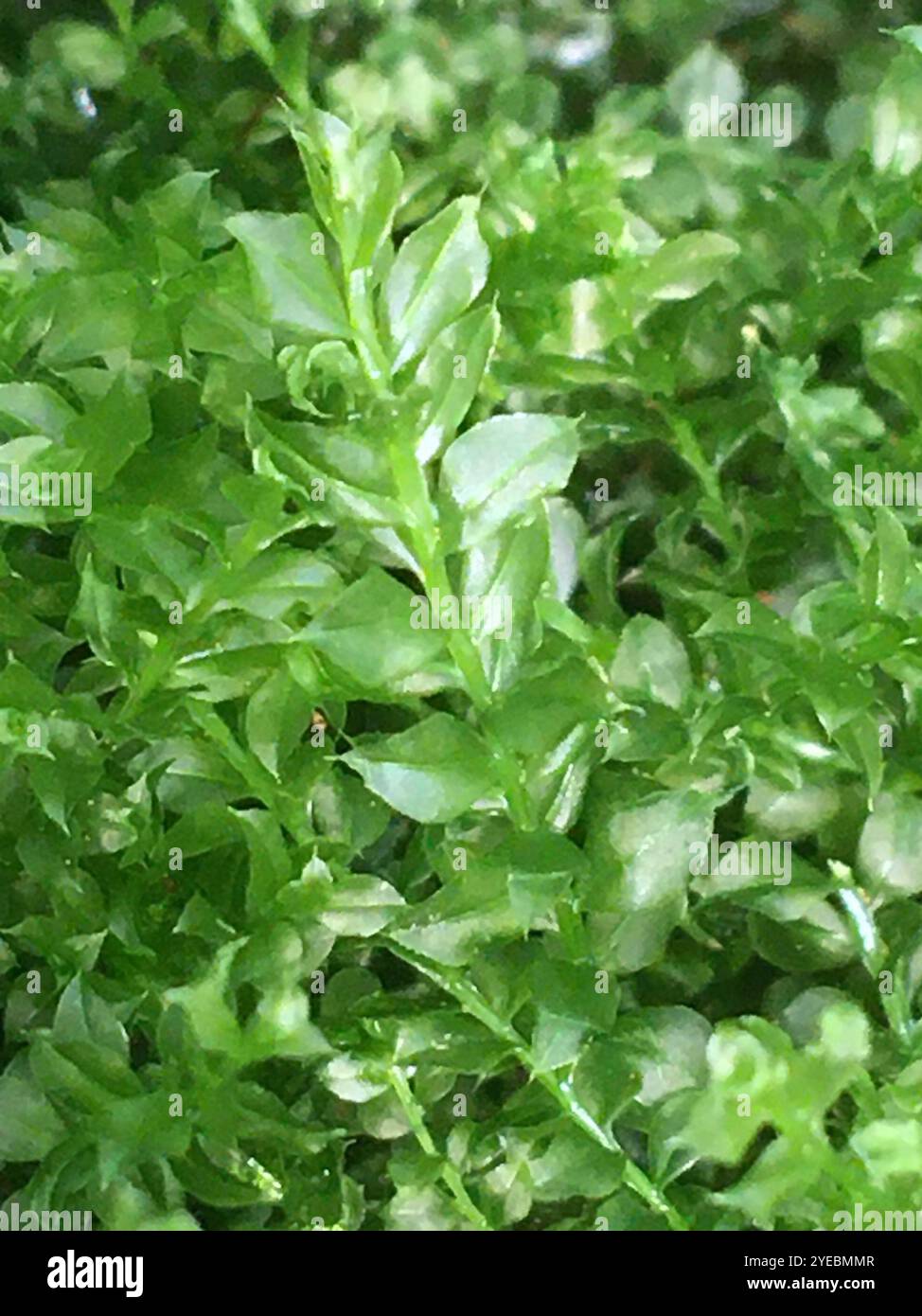 Woodsy Thyme-moss (Plagiomnium cuspidatum Stock Photo - Alamy
