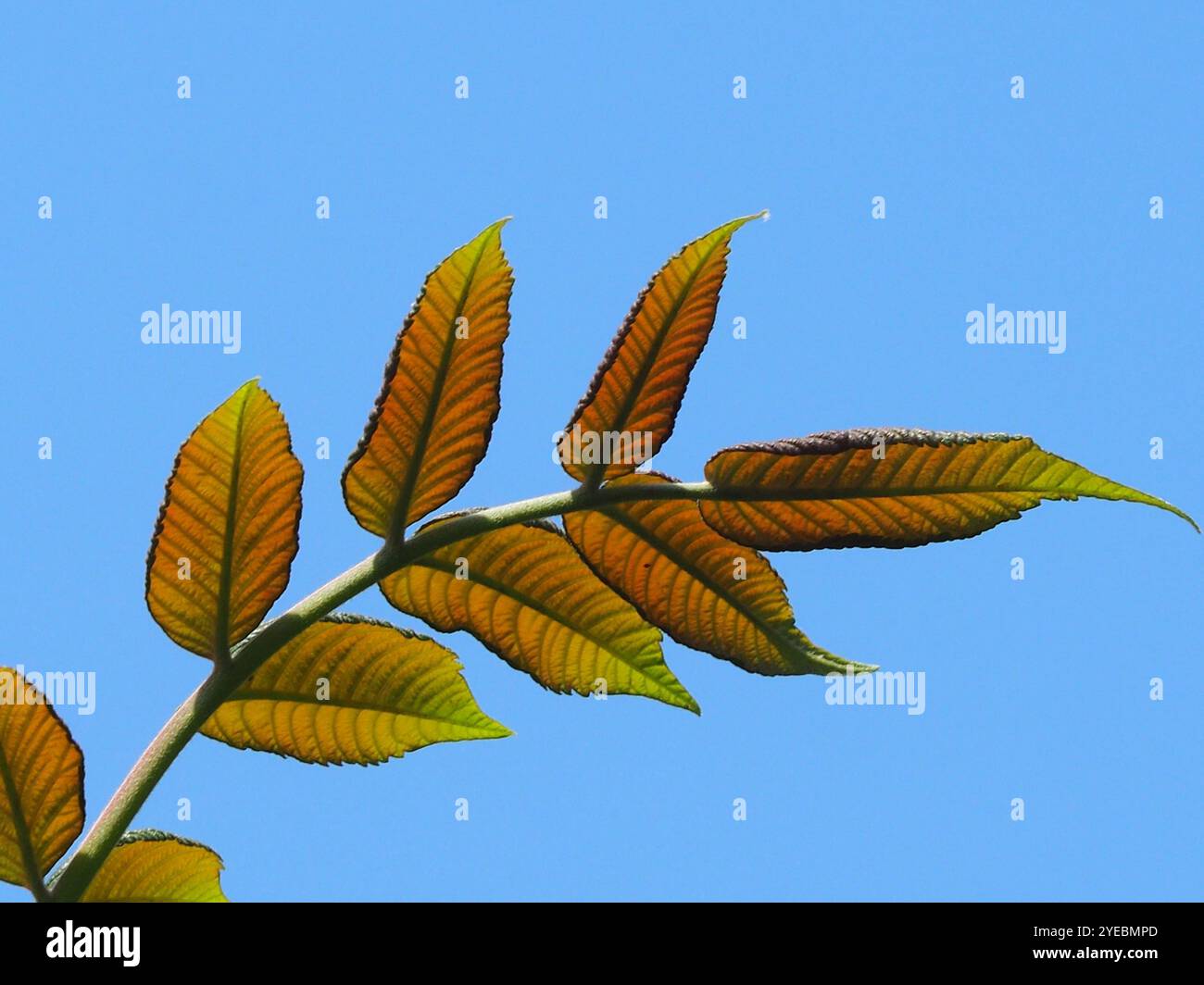 (Rhus chinensis roxburghii Stock Photo - Alamy
