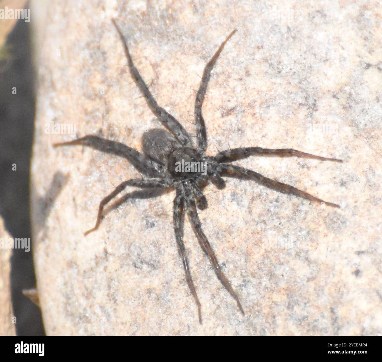 Wolf Spiders and Allies (Lycosoidea Stock Photo - Alamy