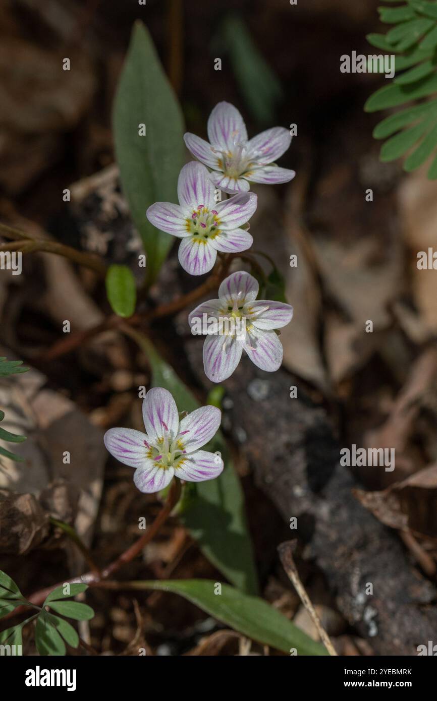 Carolina Springbeauty (Claytonia caroliniana Stock Photo - Alamy