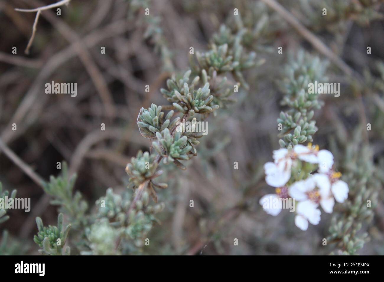 Cape Snow Bush (Eriocephalus africanus Stock Photo - Alamy