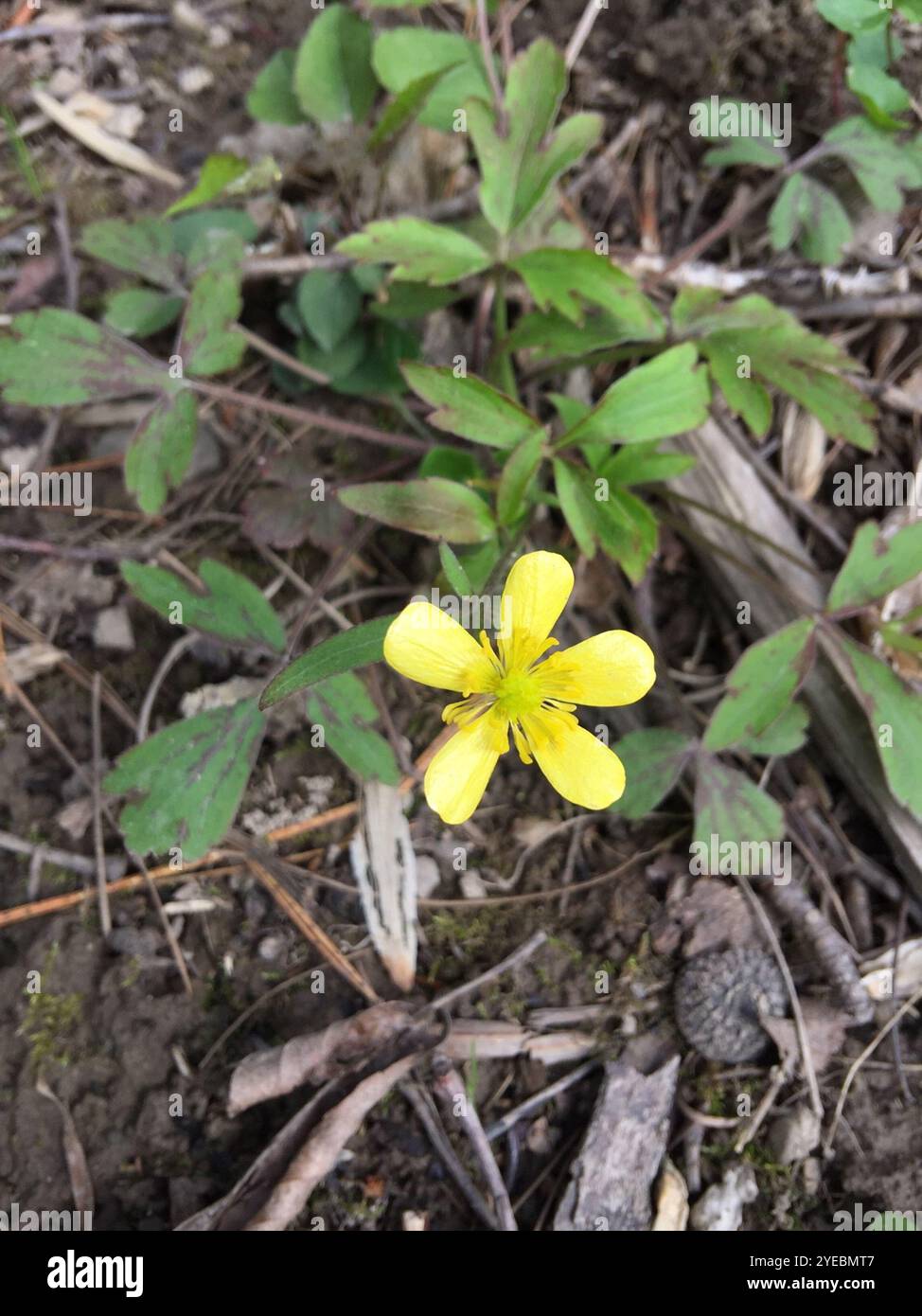 Early Buttercup (Ranunculus fascicularis Stock Photo - Alamy