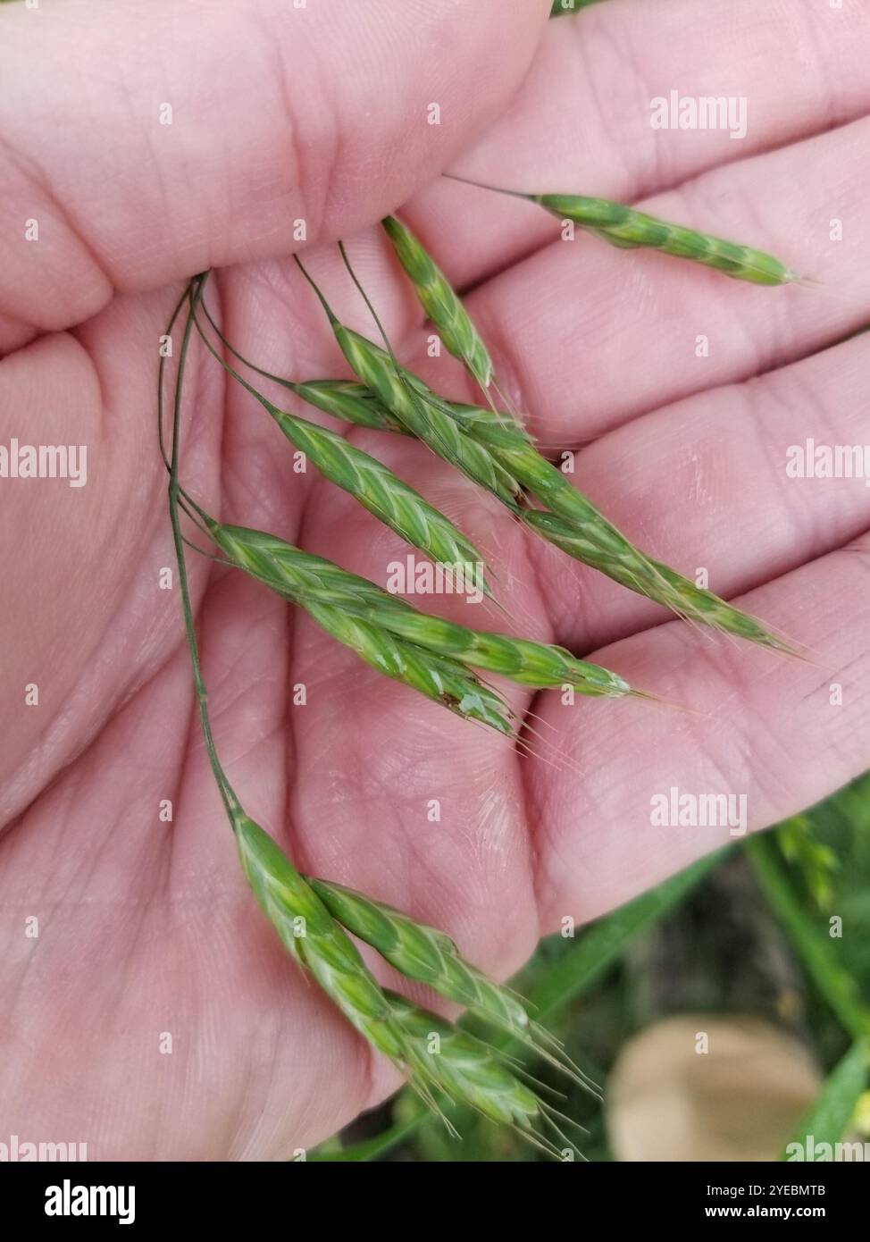 Japanese brome (Bromus japonicus Stock Photo - Alamy