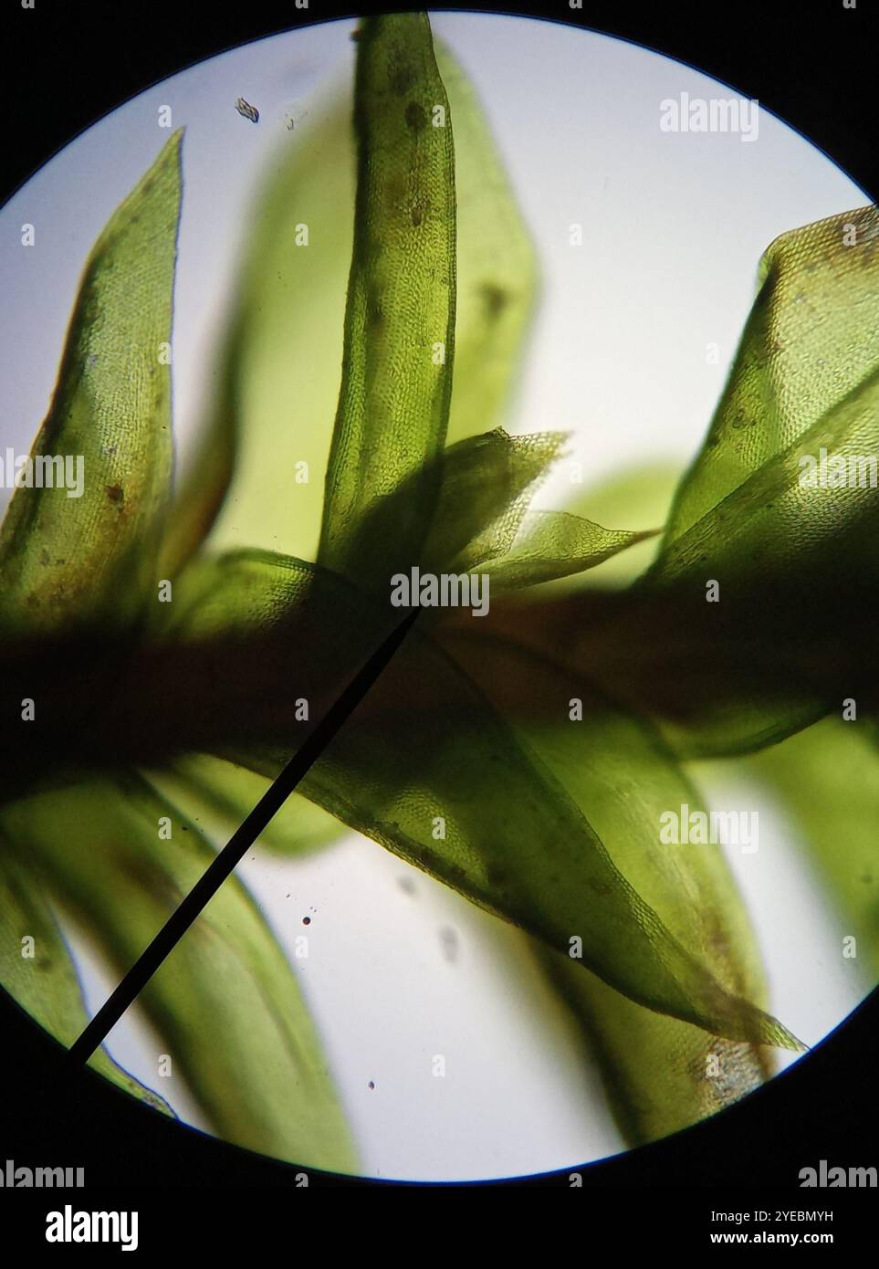 Lateral Cryphaea (Cryphaea heteromalla Stock Photo - Alamy