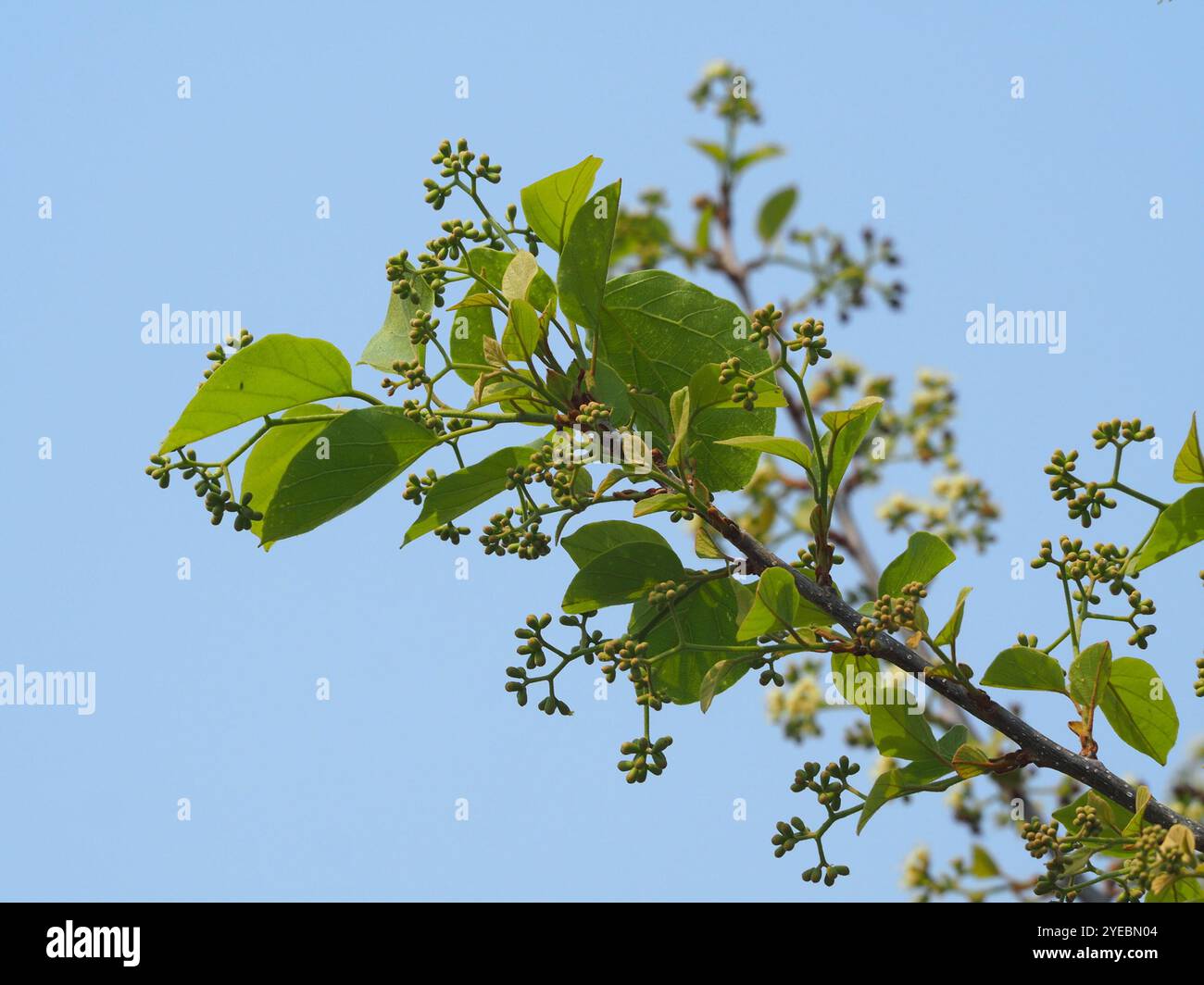 Clammy Cherry (Cordia dichotoma Stock Photo - Alamy