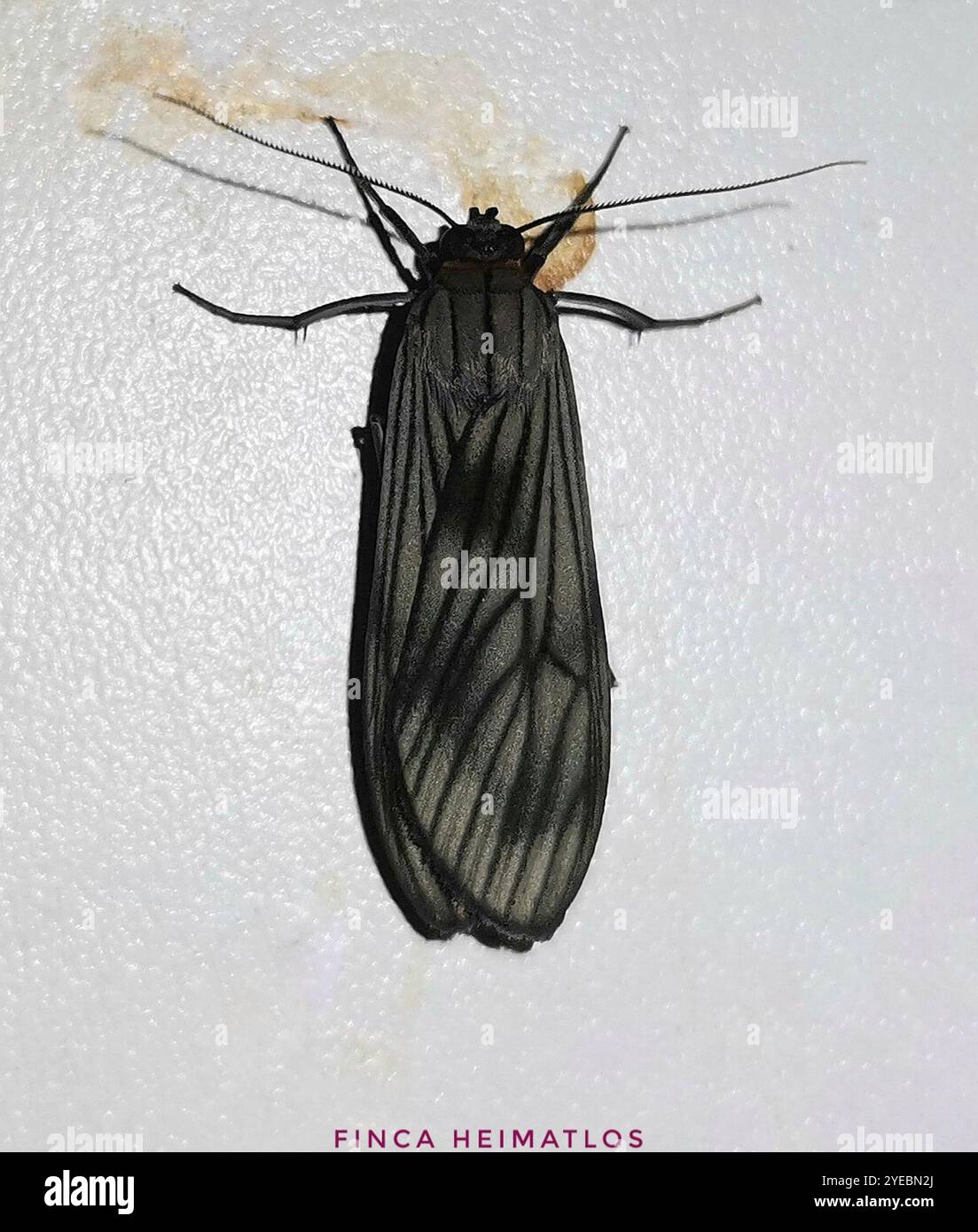 Morosa hi-res stock photography and images - Alamy