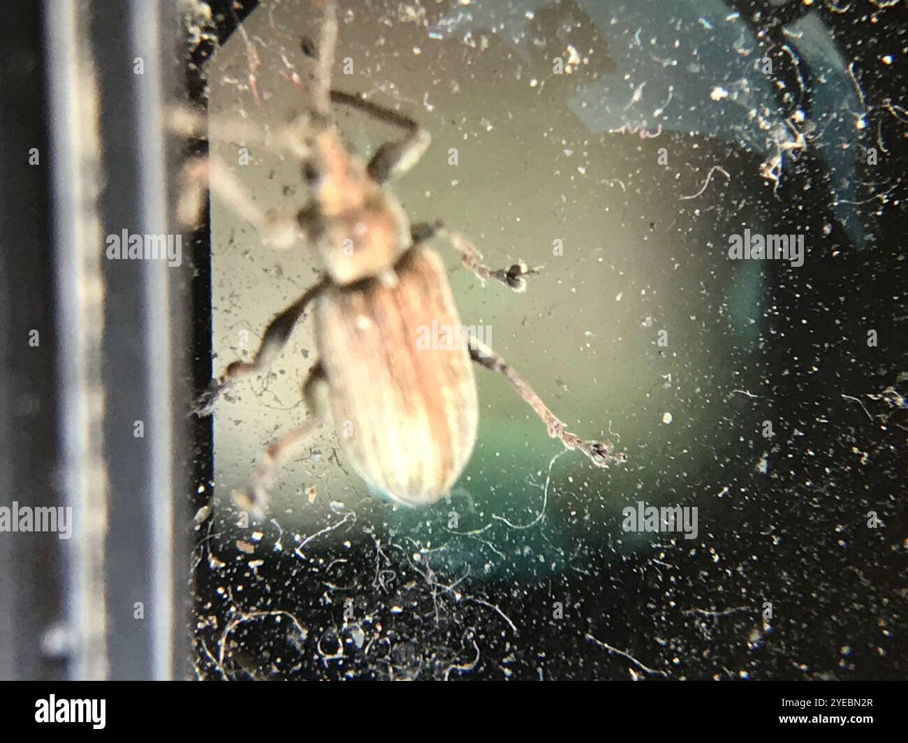 Common Leaf Weevil (Phyllobius pyri Stock Photo - Alamy