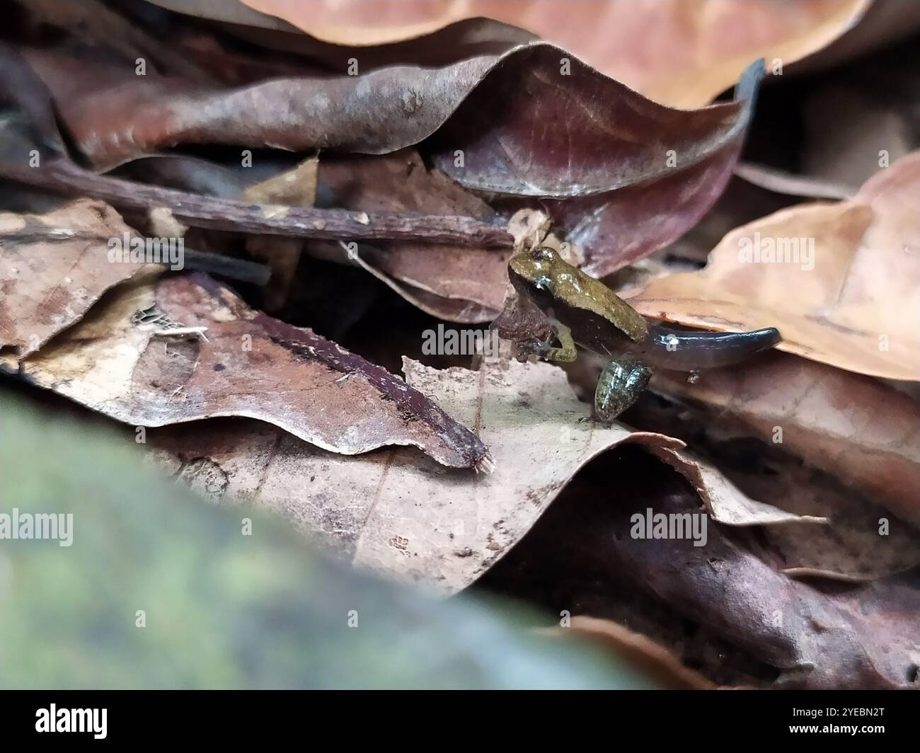 Elegant Bubble-nest Frog (Micrixalus elegans Stock Photo - Alamy