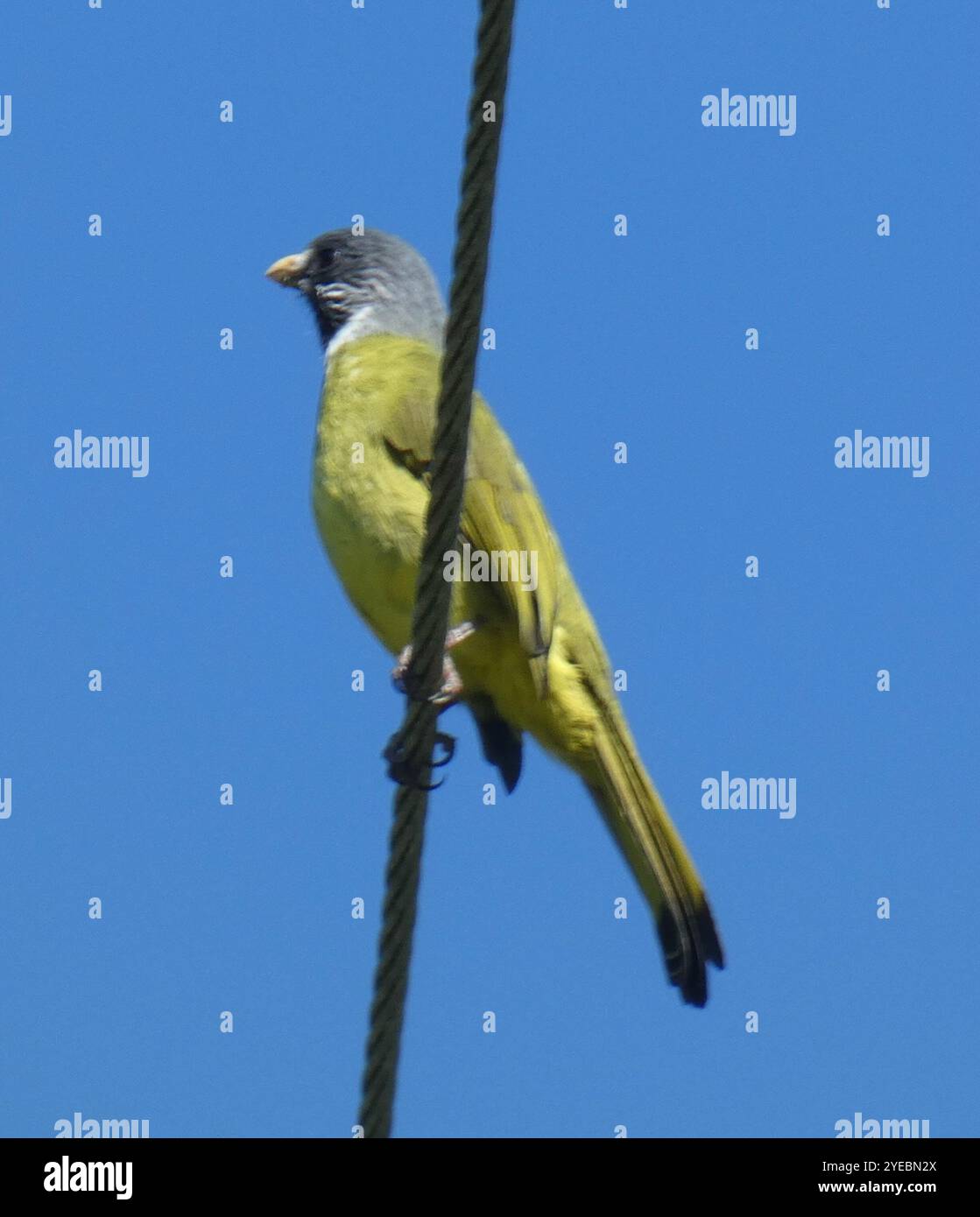 Collared Finchbill (Spizixos semitorques Stock Photo - Alamy