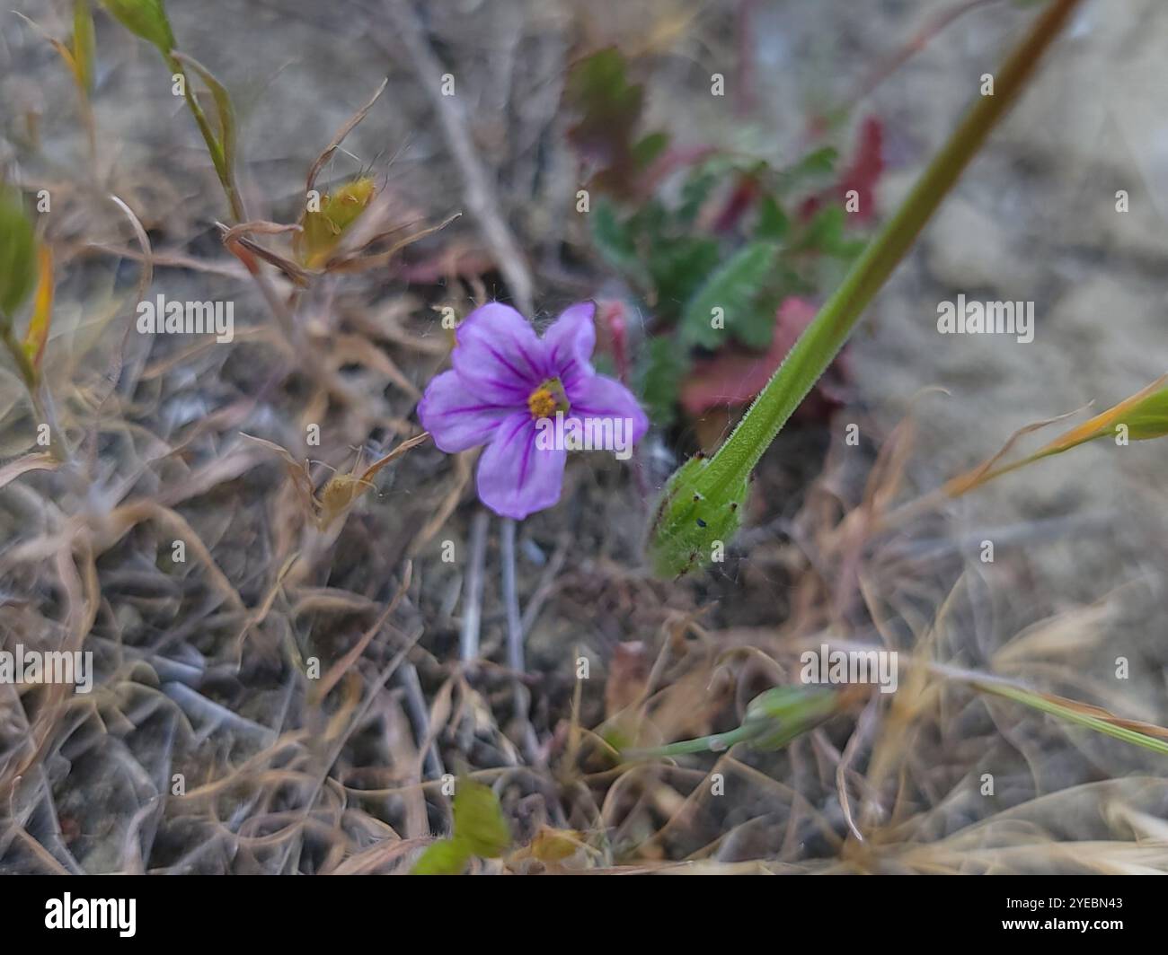 Mediterranean Stork's-bill (Erodium botrys Stock Photo - Alamy