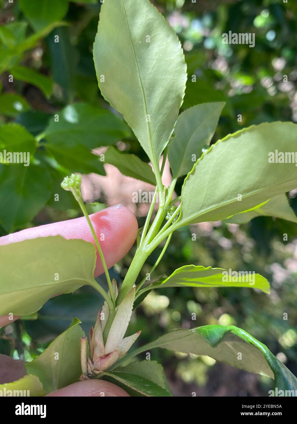 Japanese spindle tree (Euonymus japonicus Stock Photo - Alamy