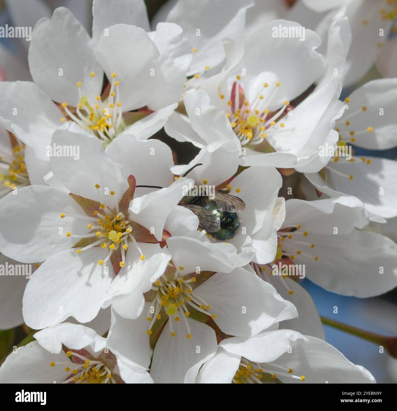 Blue Orchard Bee (Osmia lignaria Stock Photo - Alamy