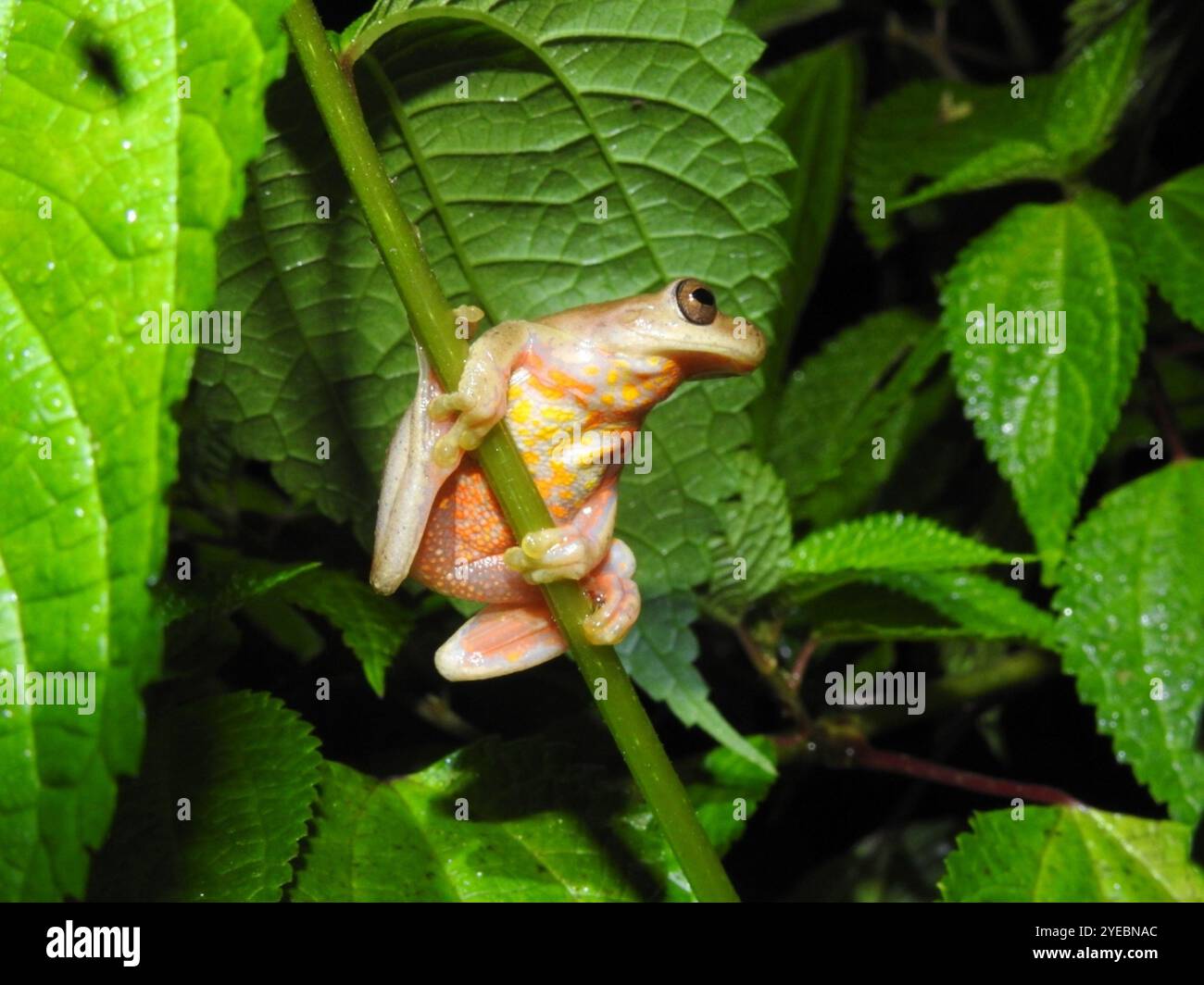 Boettger's Colombian Tree Frog (Dendropsophus columbianus Stock Photo ...