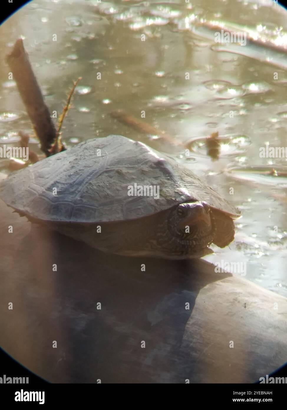 Northern Map Turtle (Graptemys geographica Stock Photo - Alamy