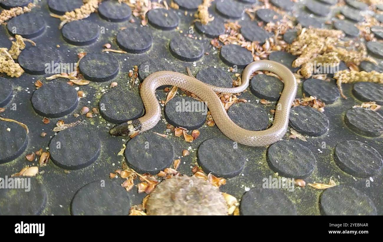 Florida Crowned Snake (Tantilla relicta Stock Photo - Alamy