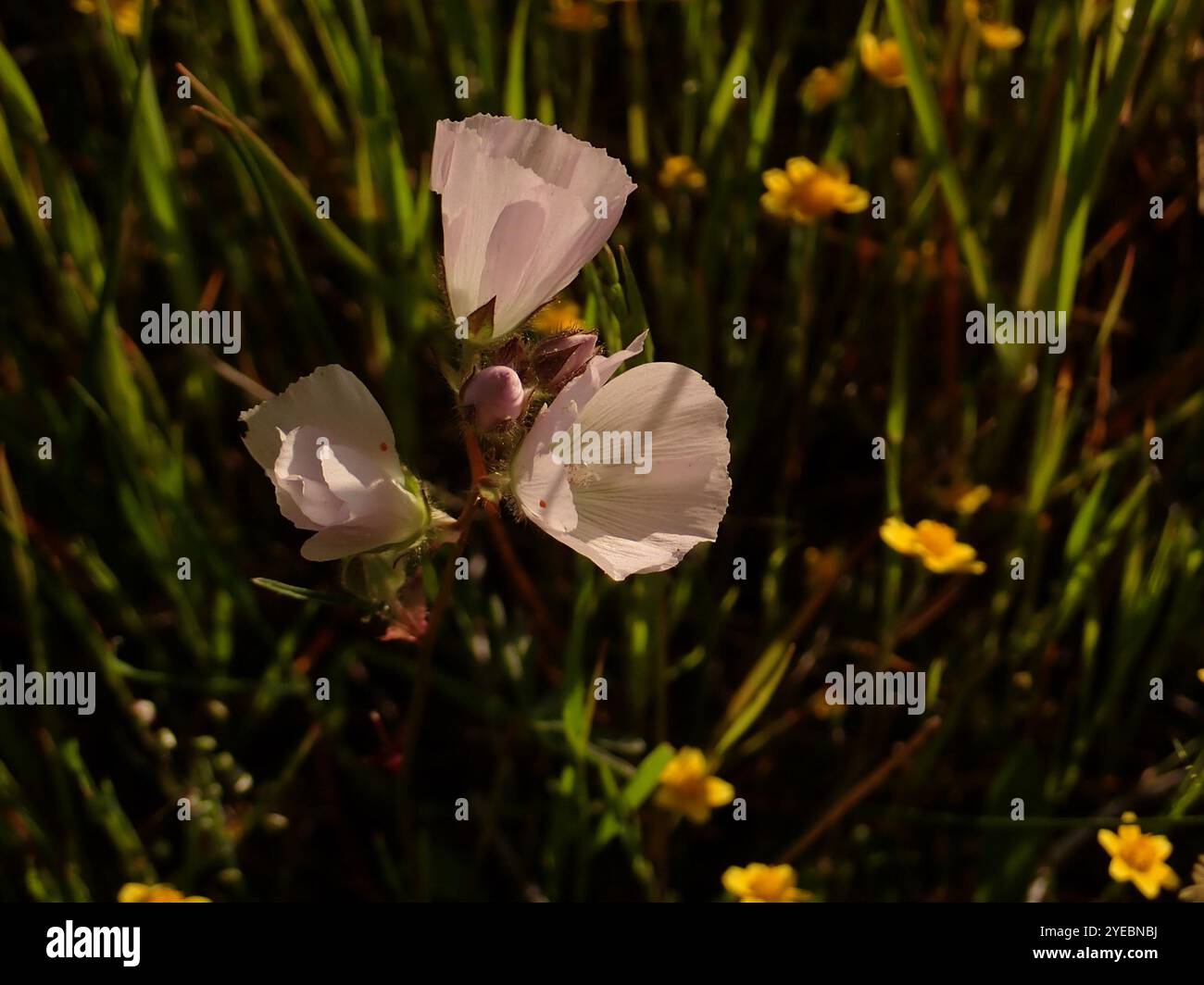 Annual Checkerbloom (Sidalcea calycosa Stock Photo - Alamy