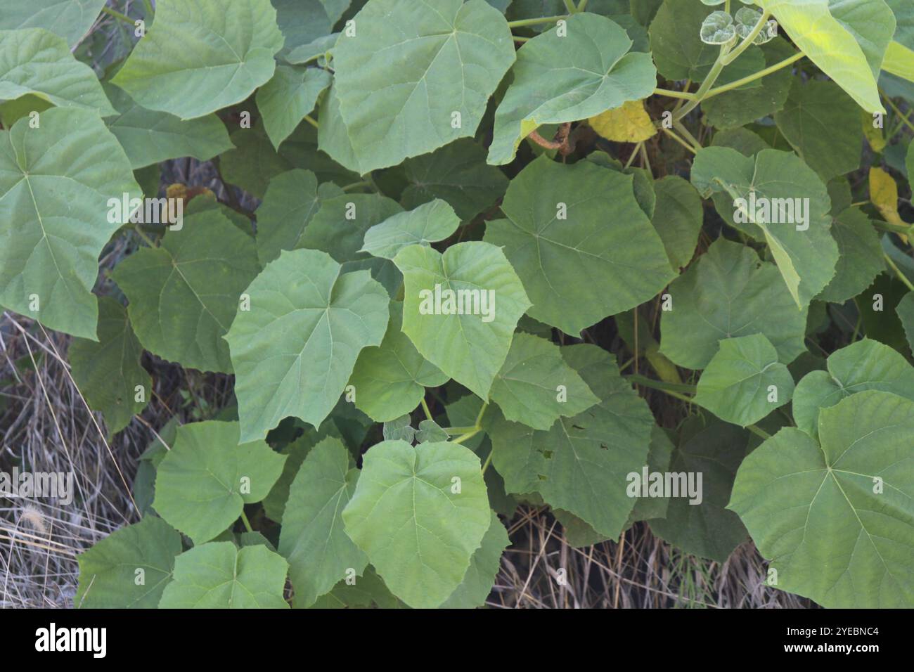 princess tree (Paulownia tomentosa Stock Photo - Alamy