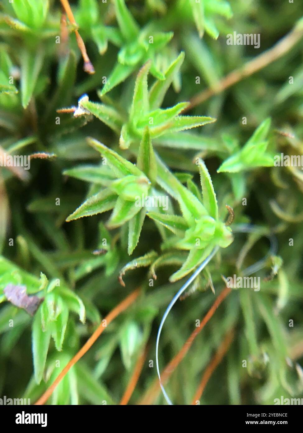 lesser smoothcap (Atrichum angustatum Stock Photo - Alamy