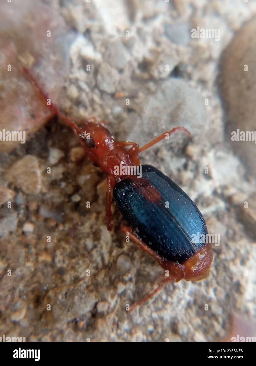 Brachinus sclopeta hi-res stock photography and images - Alamy