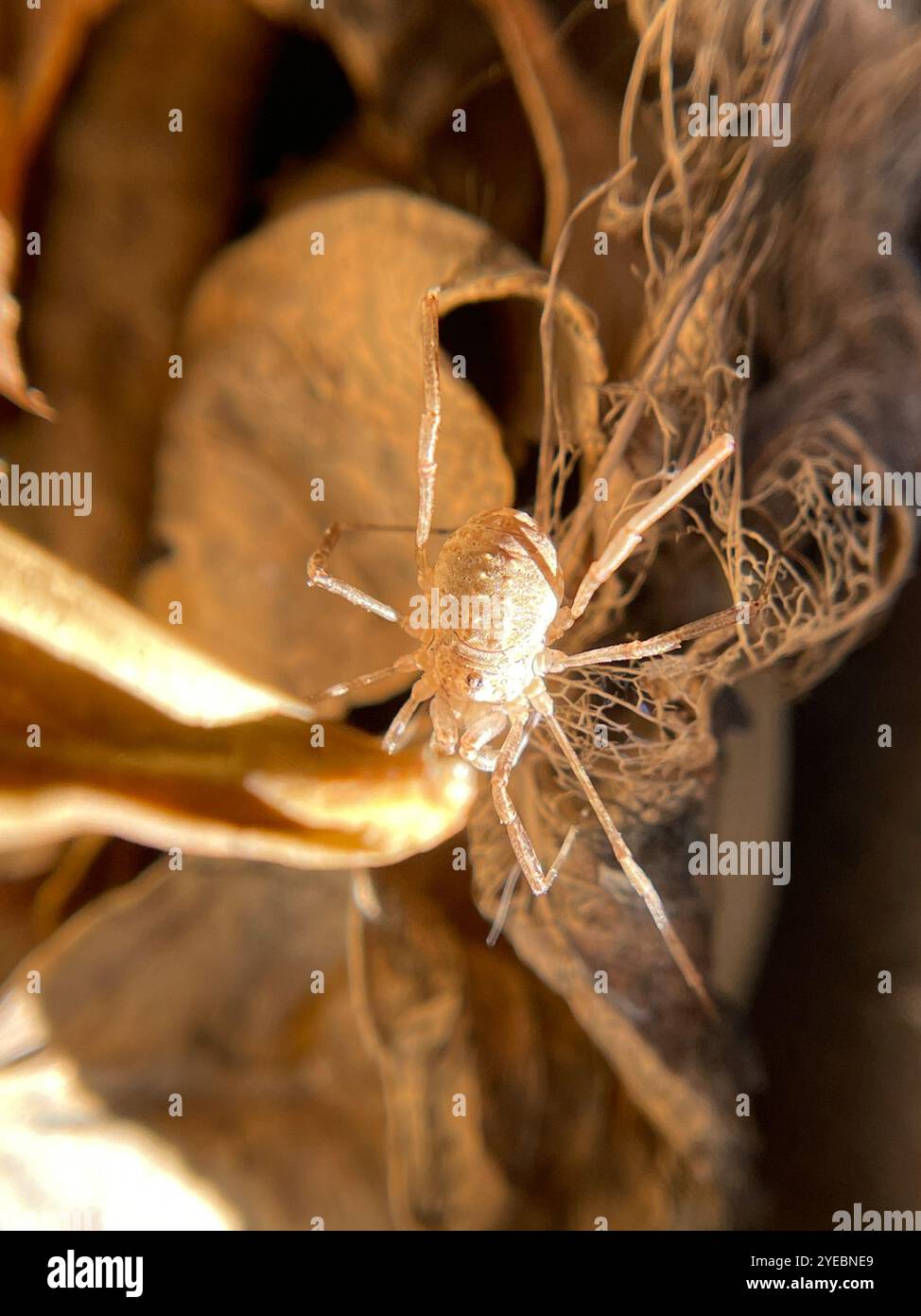 Protolophus hi-res stock photography and images - Alamy